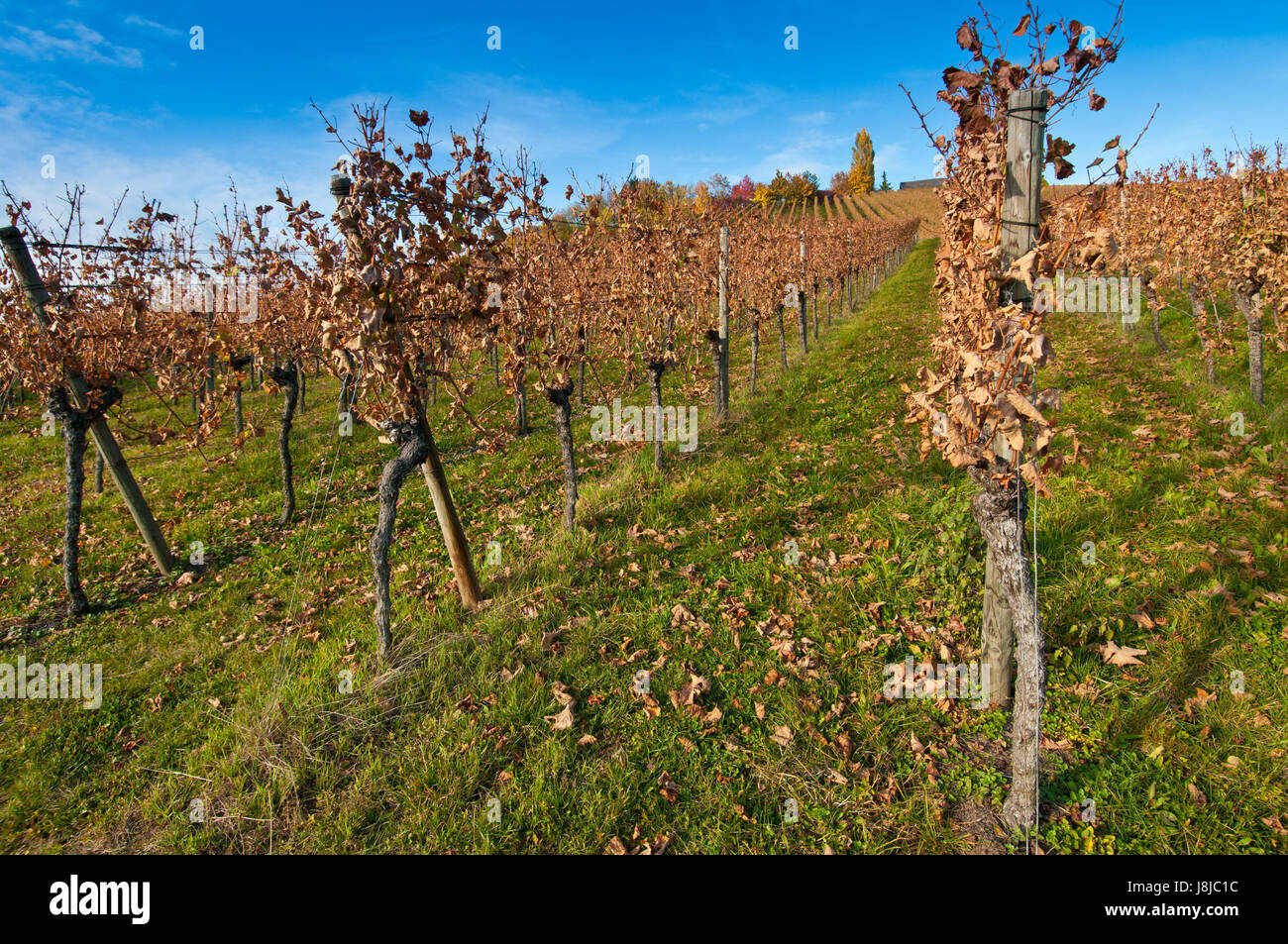 agriculture, farming, vineyard, vines, vine, grape vine, grape-vine ...