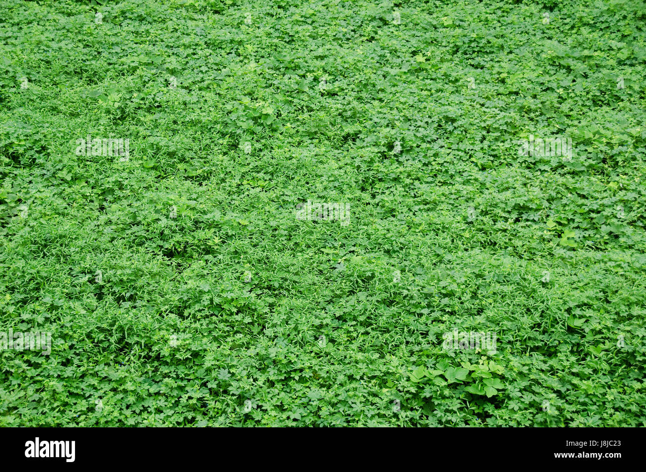 weed, surface, pattern, lawn, green, backdrop, background, nature ...