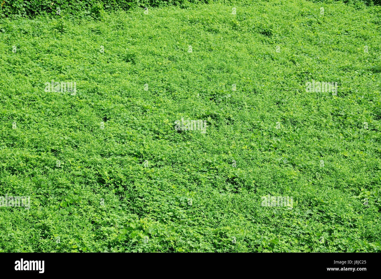 weed, surface, pattern, lawn, green, backdrop, background, nature ...