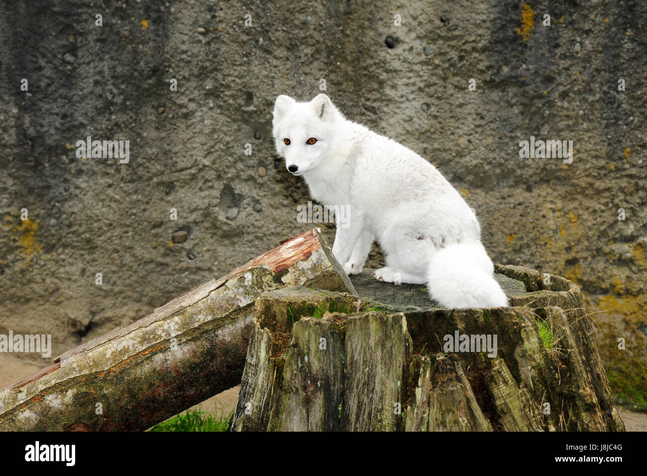 animal, mammal, arctic, zoo, creature, wildlife, predator, fox, beast ...