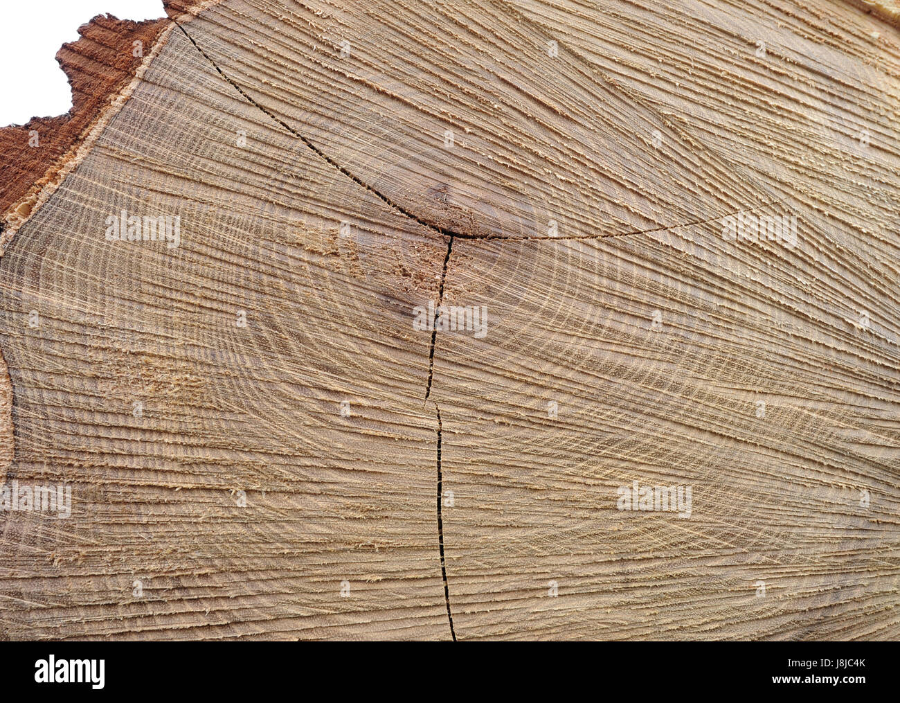 tree, wood, connection, connectivity, interface, annexation, cross ...