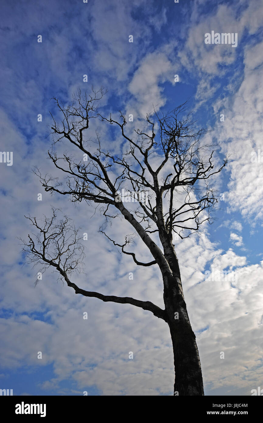 tree, deciduous tree, branches, branchage, birch, head of a tree ...
