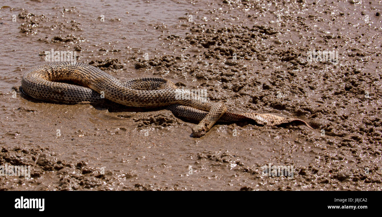 Dubois Sea Snake Stock Photo - Alamy