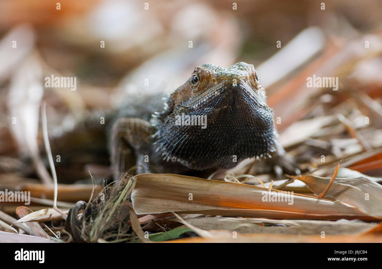 Eastern bearded dragon hi-res stock photography and images - Alamy
