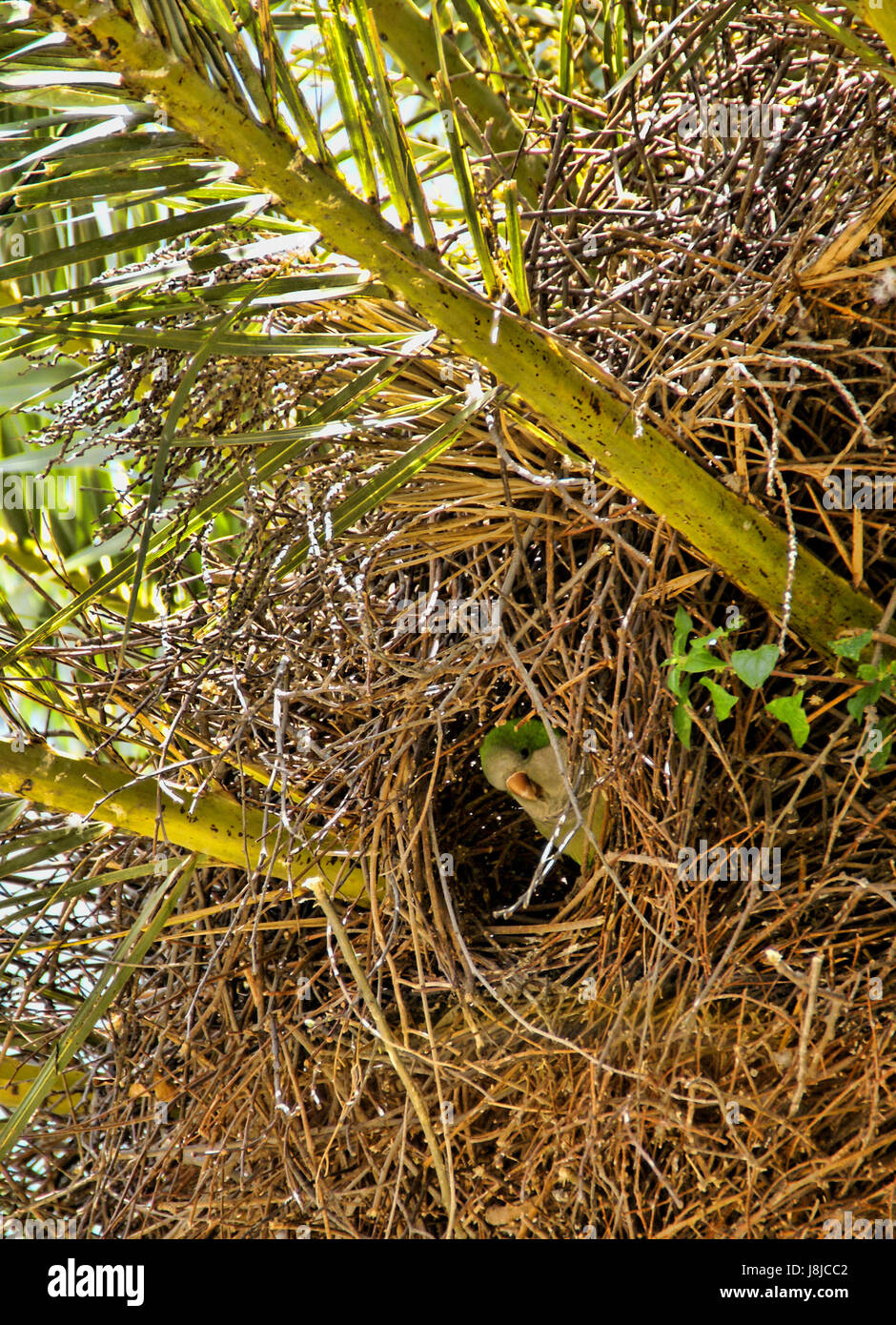 Quaker parrot hi-res stock photography and images - Alamy