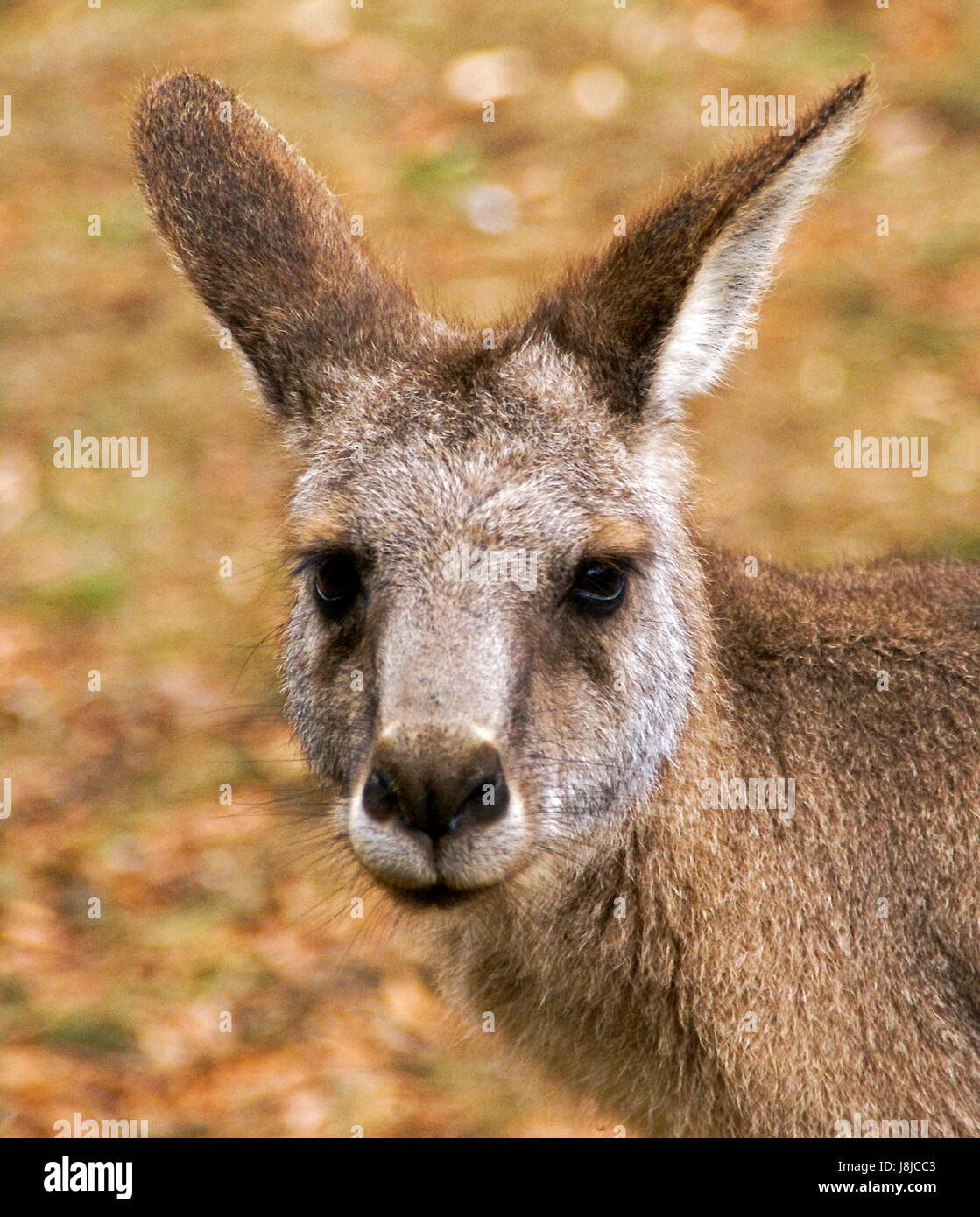 Kangaroo Face Profile