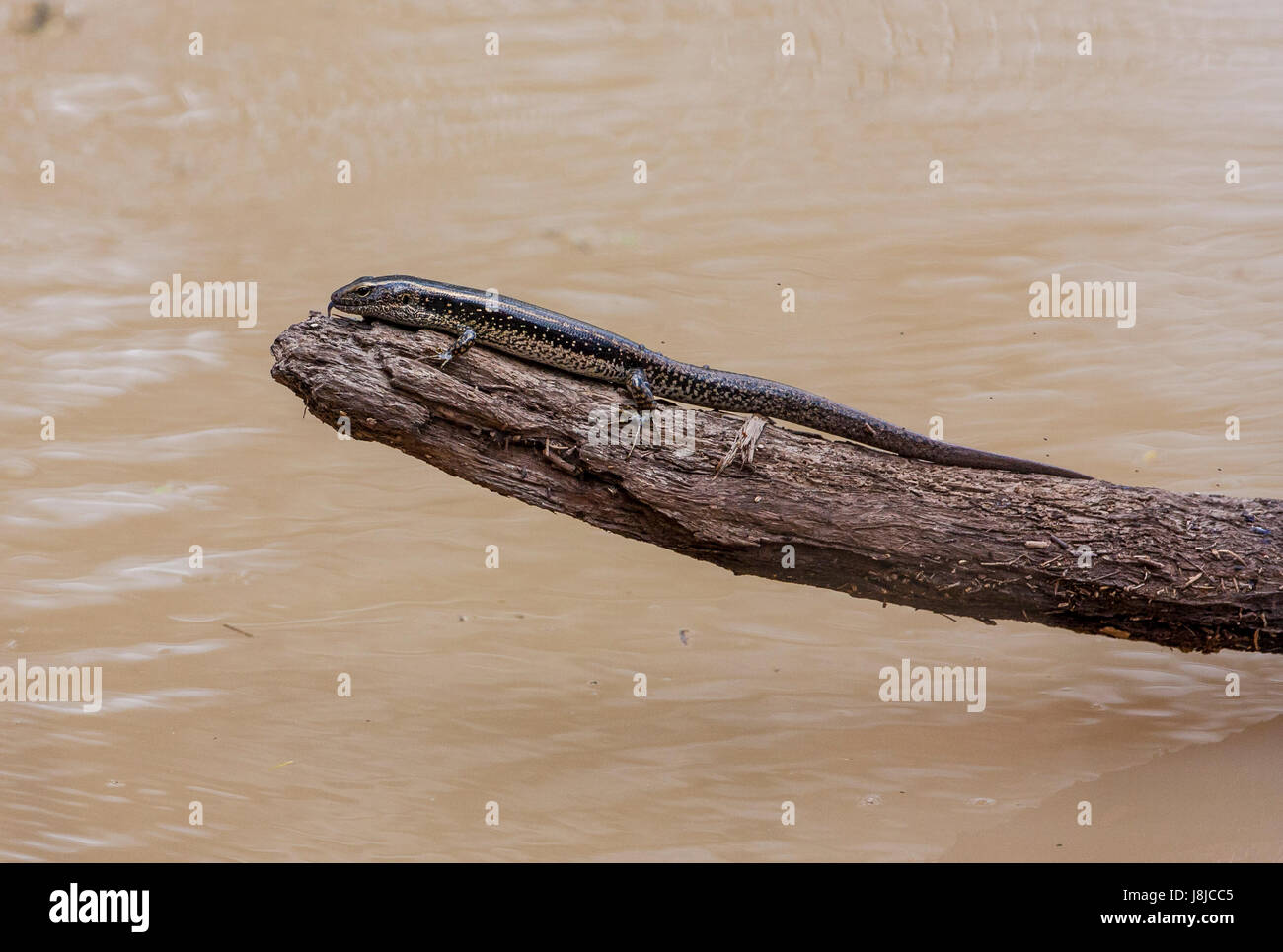 Eastern Water Skink Stock Photo - Alamy