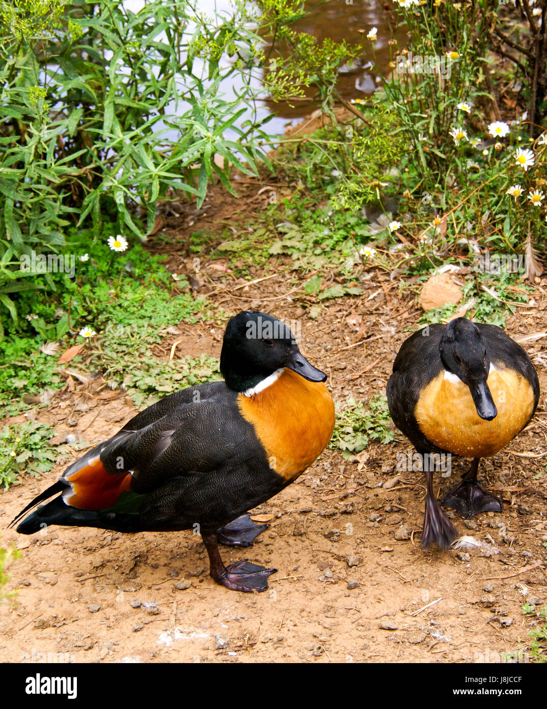 Australian shelduck hi-res stock photography and images - Alamy