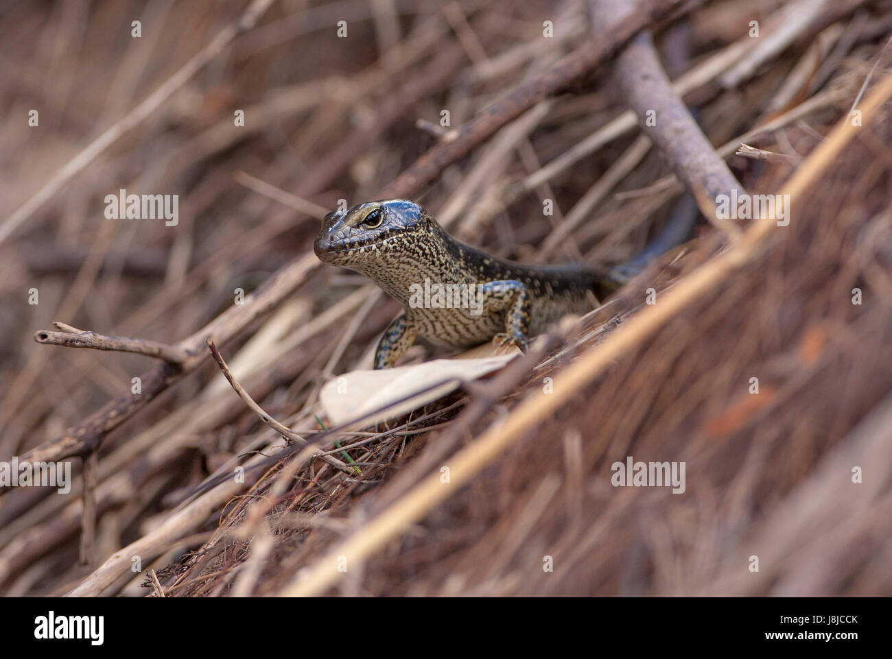Water skink hi-res stock photography and images - Alamy