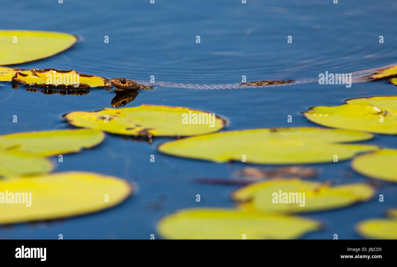 Snake Lily High Resolution Stock Photography and Images - Alamy