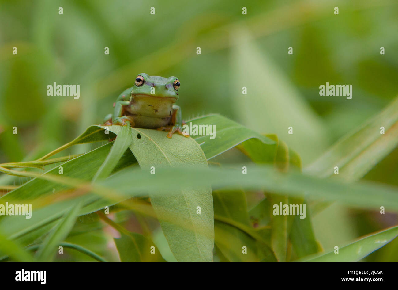 Dwarf tree frog hi-res stock photography and images - Alamy