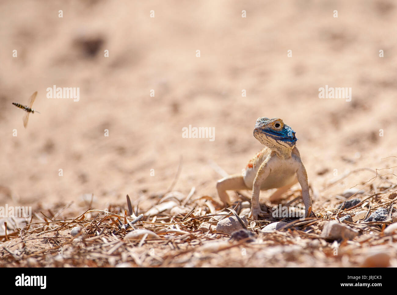 Agile lizard catching flying insect hi-res stock photography and images ...