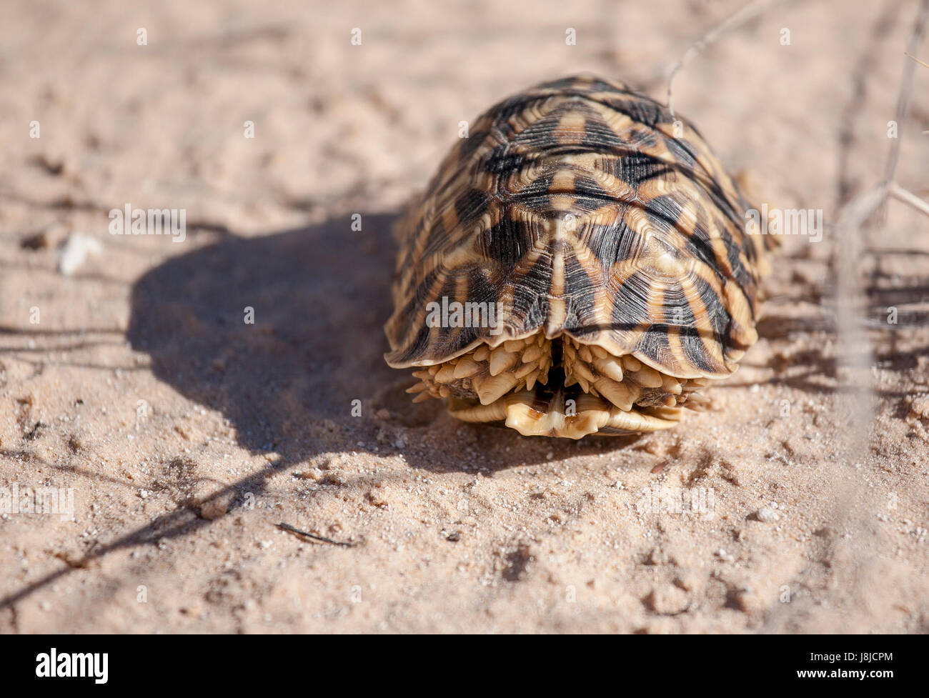 Kalahari tent tortoise hi-res stock photography and images - Alamy
