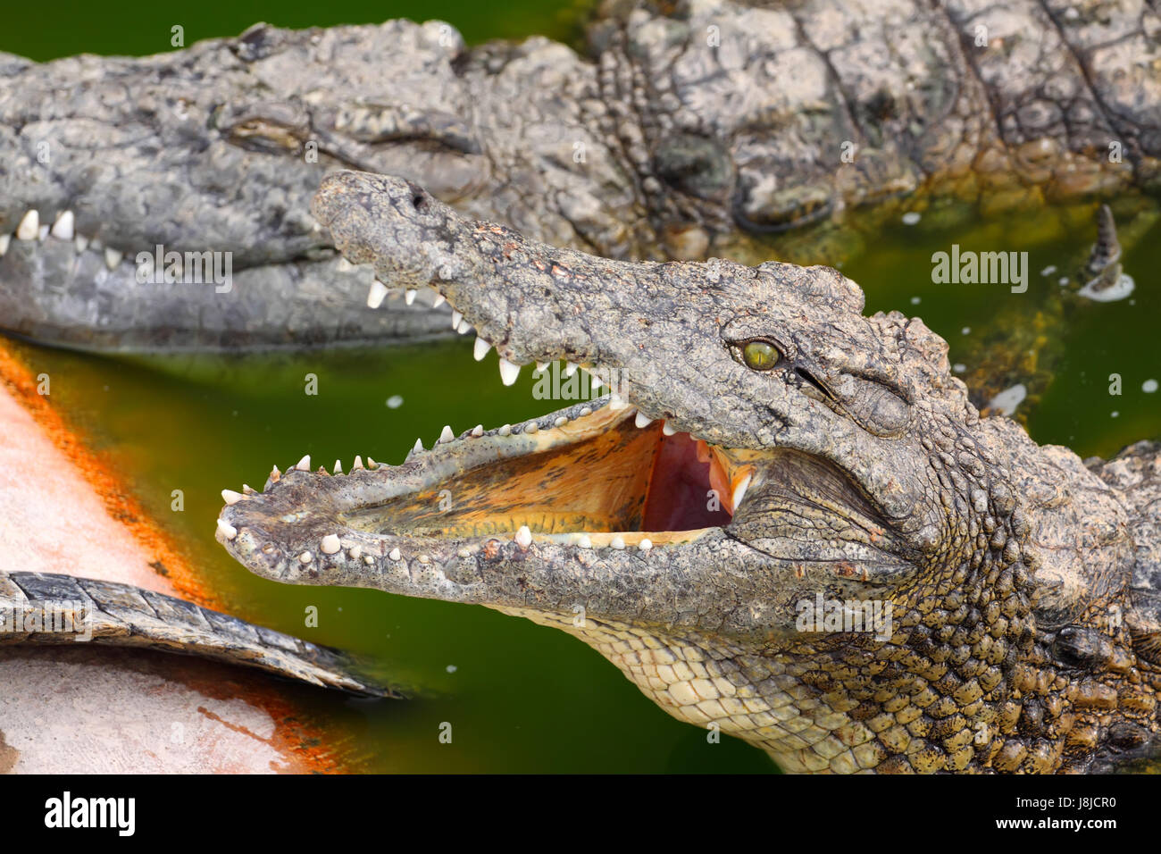 reptile, crocodile, saurian, predator, alligator, death, animal ...