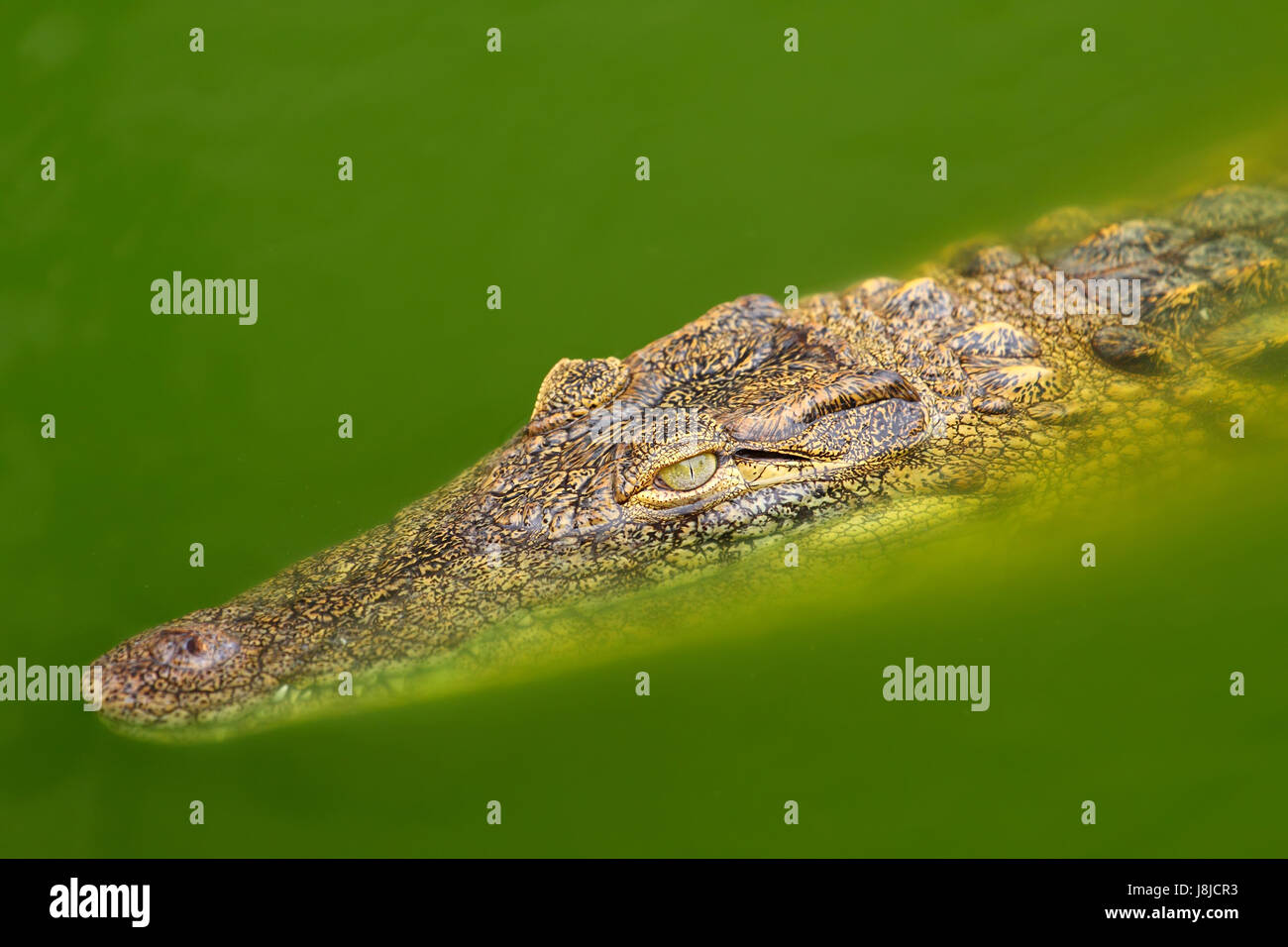 reptile, crocodile, saurian, predator, alligator, death, animal ...