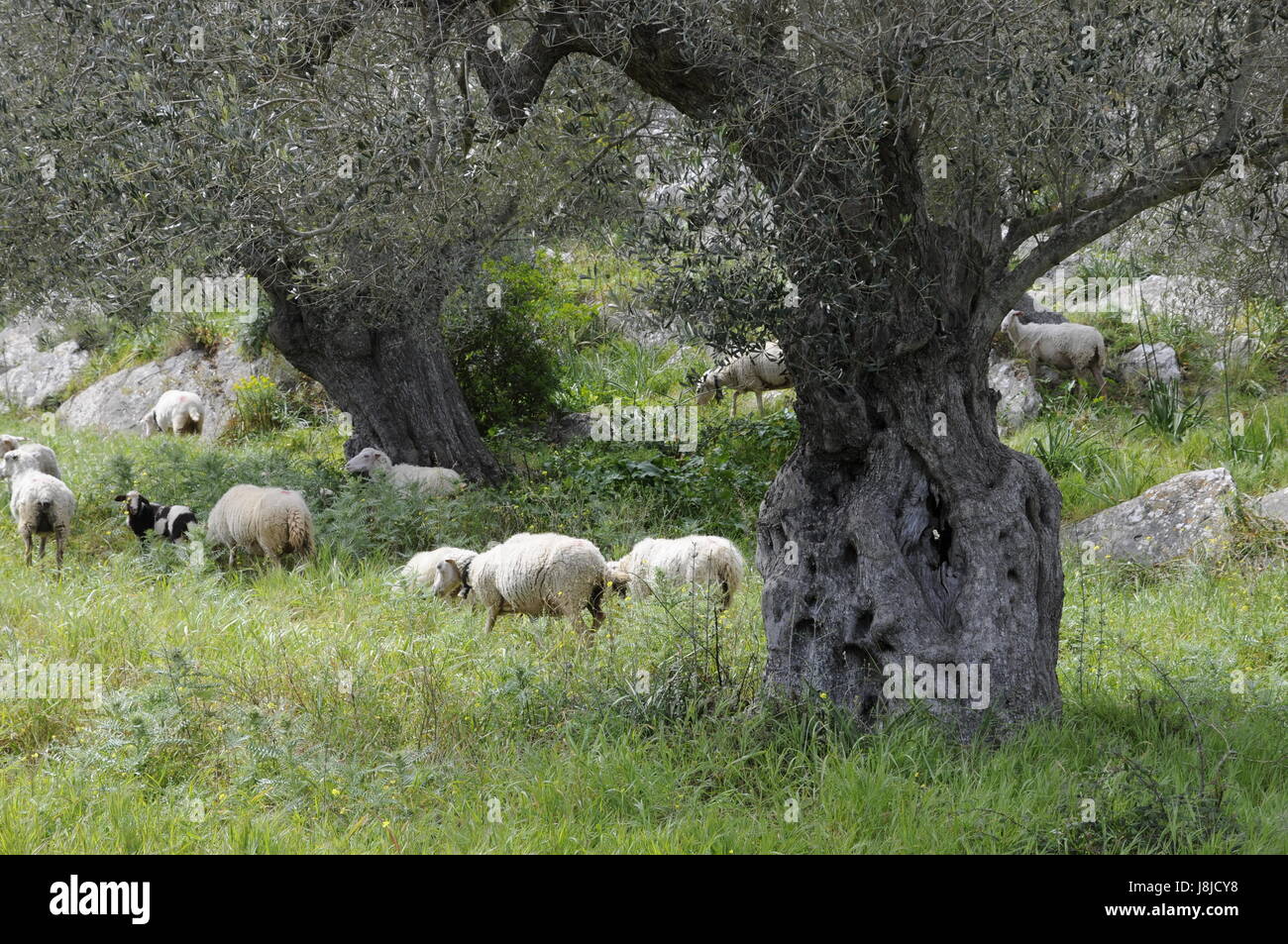 animal, animals, sheep, farm animal, sheep (pl.), olive-tree, tree ...