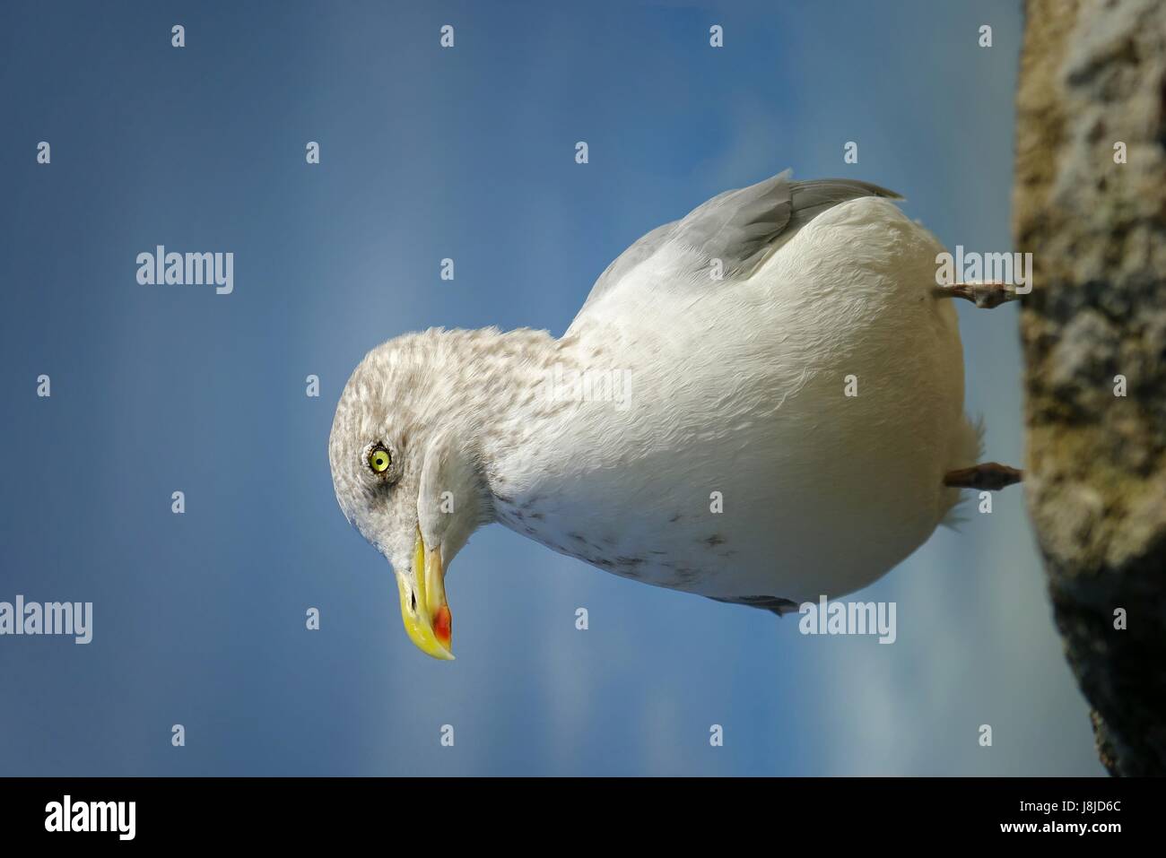 portrait, feathers, beak, beaks, head, seagull, gull, blue, motion ...