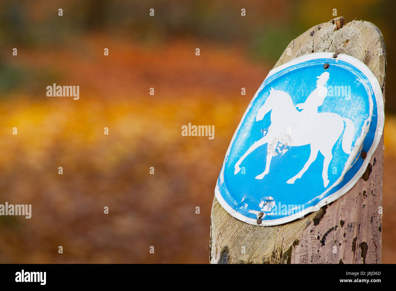ride, bridle path, mandatory sign, horseriding, forest, autumn foliage ...
