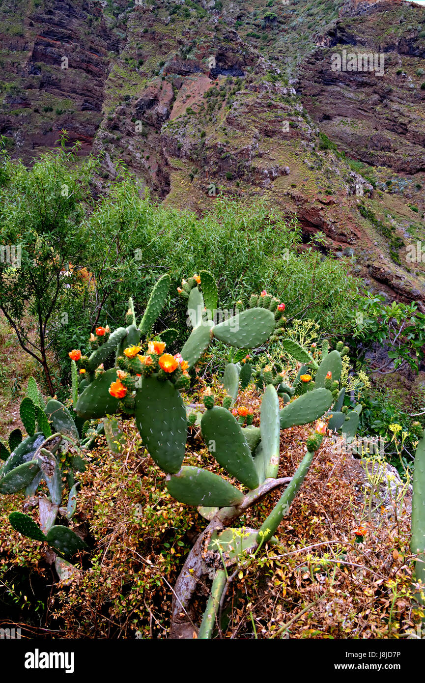 atlantic ocean, salt water, sea, ocean, water, canary islands, ravine ...