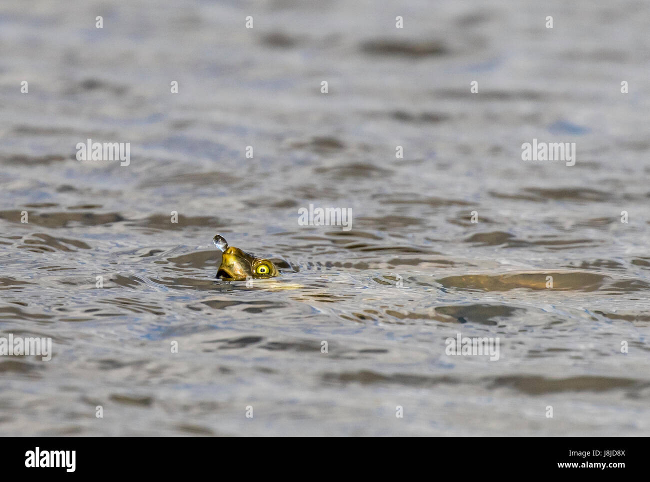River turtle hi-res stock photography and images - Alamy