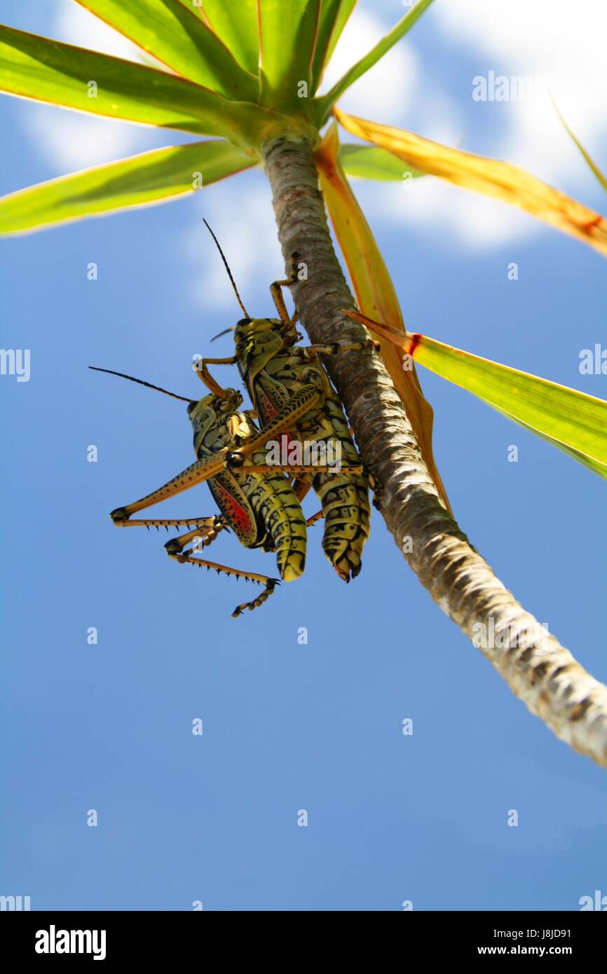 palm tree, grasshopper, locusts, grasshoppers, love, in love, fell in ...