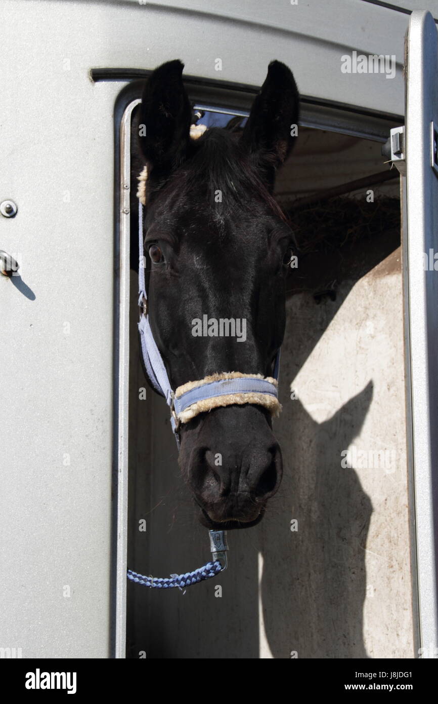 beautiful, beauteously, nice, sport, sports, ride, horse, curiosity ...