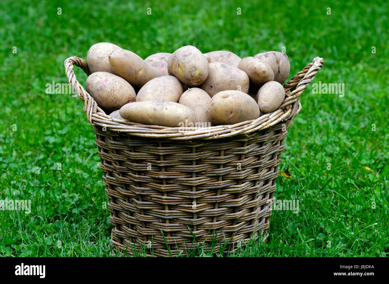 food, aliment, ground, soil, earth, humus, brown, brownish, brunette ...