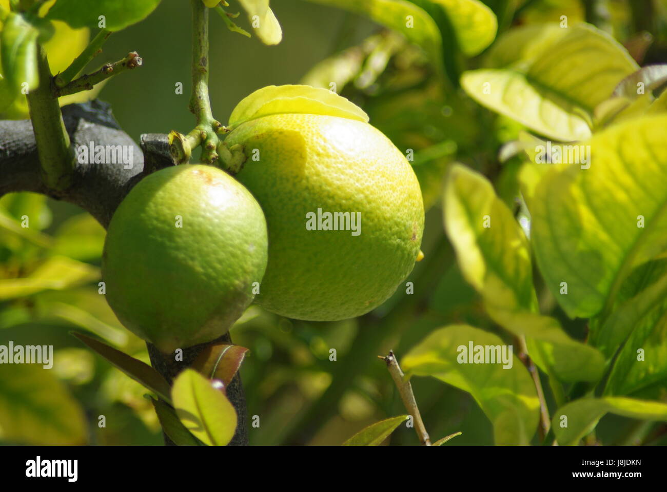 tree, green, fruit, citrous fruit, sour, plant, lemon, citron, yellow ...