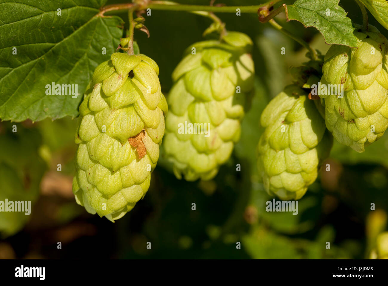 spice, hop, creeper, lawn, green, plant, leaf, macro, close-up, macro ...