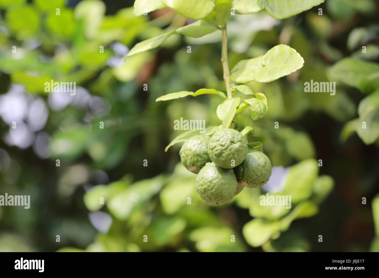 fresh bergamot fruit on tree in the Vegetable garden Stock Photo - Alamy