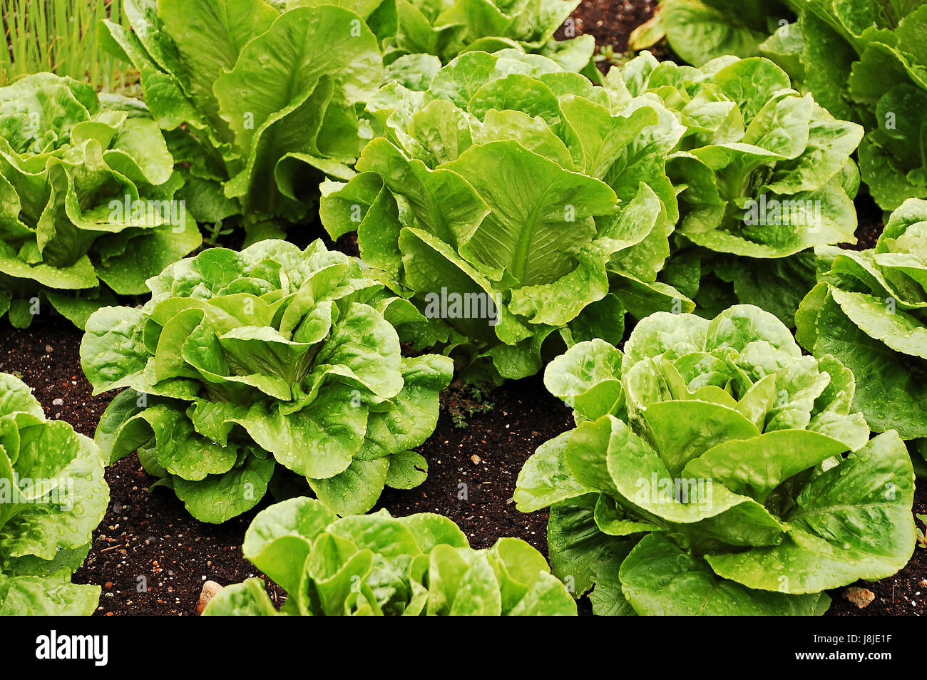garden, leaves, agriculture, farming, vegetable, farm, plants, lettuce ...