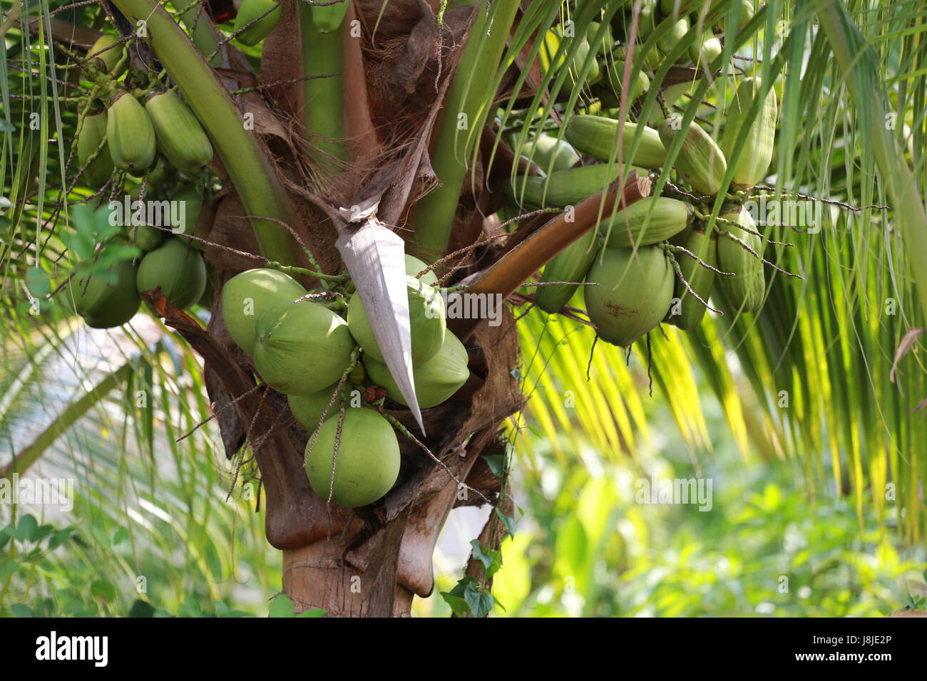 coconut fruit on coconut tree in garden Thailand,This plant of palm and ...
