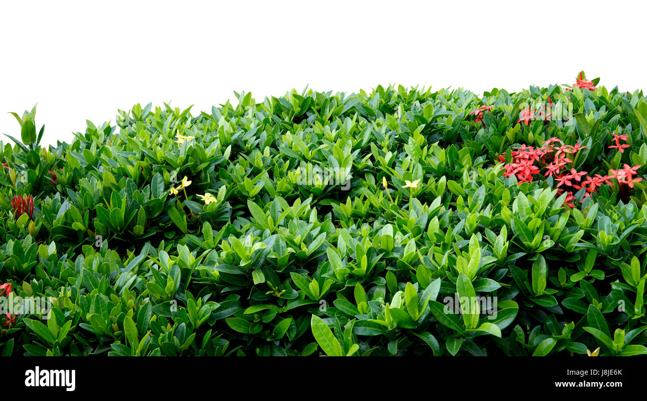 bush, shrub, hedge, backdrop, background, white, fence, green, bush ...