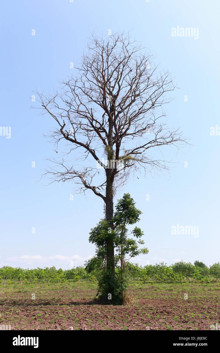Dead trees in farmland on blue sky background Stock Photo - Alamy