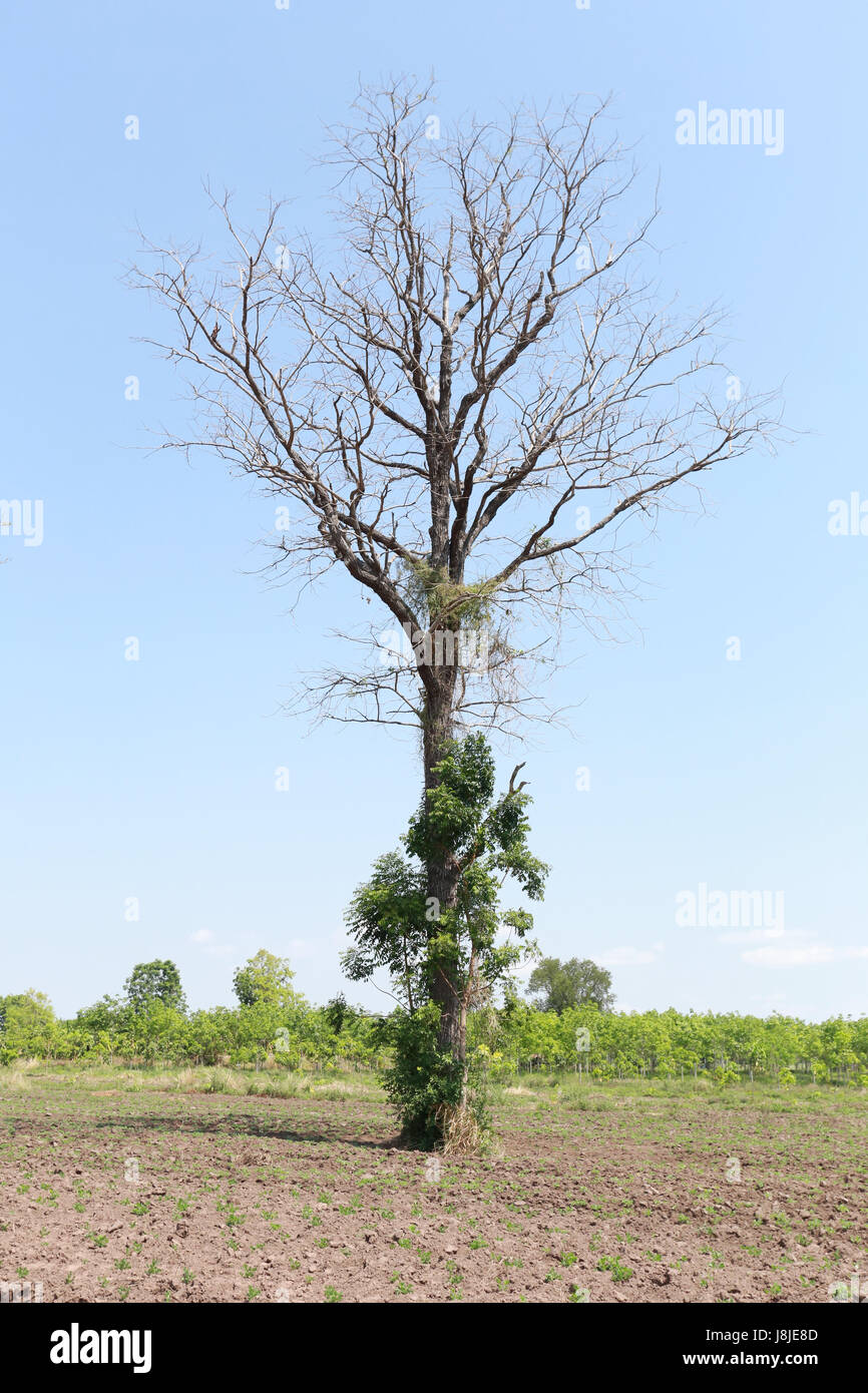 Dead trees in farmland on blue sky background Stock Photo - Alamy