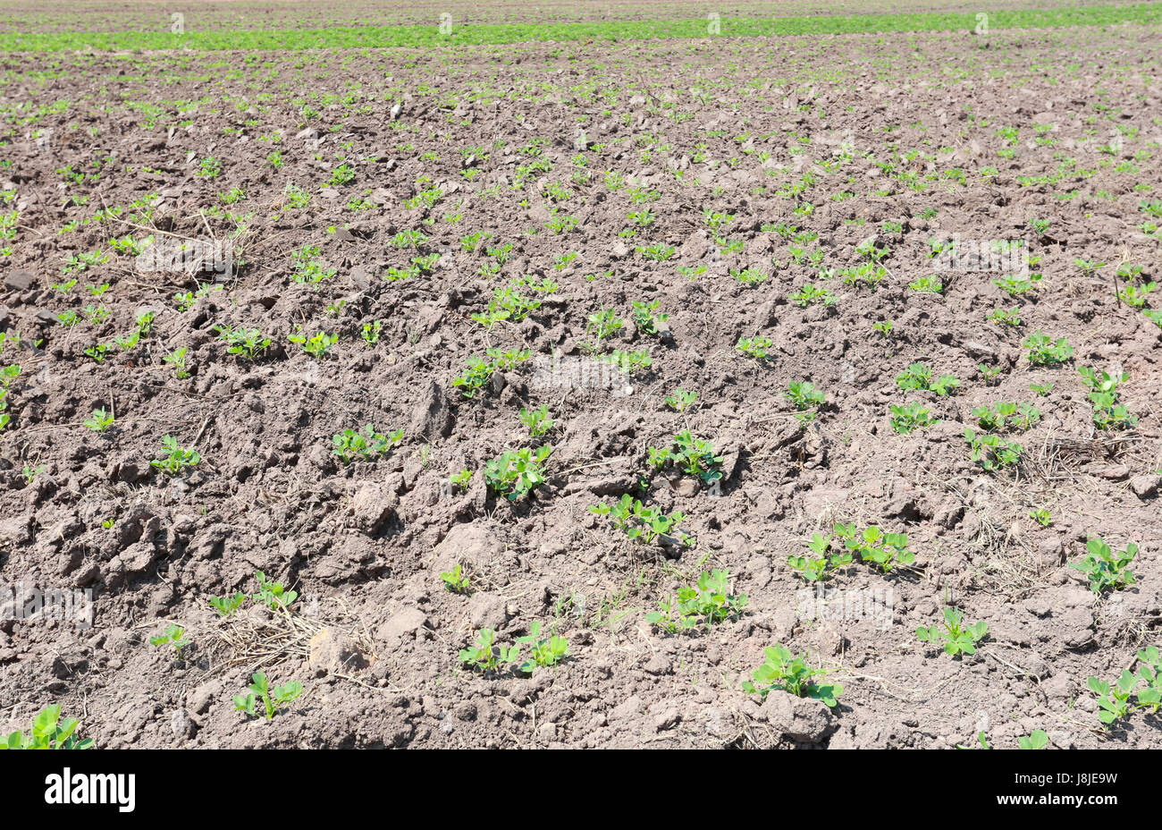 Seedlings of peanuts on the ground in farmland Stock Photo - Alamy