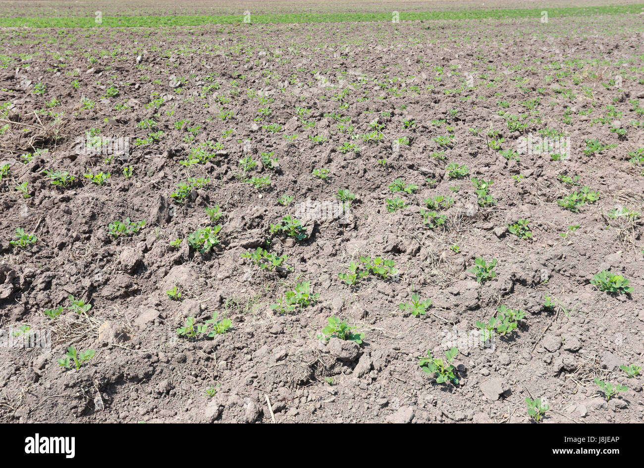 Seedlings of peanuts on the ground in farmland Stock Photo - Alamy