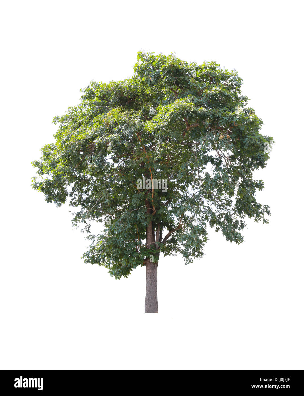 Green tropical tree isolated on white background Stock Photo - Alamy