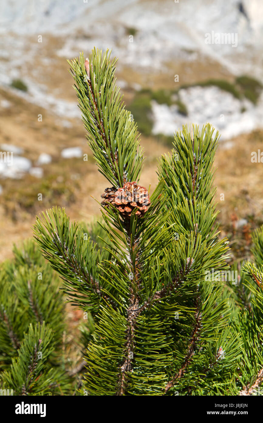mountains, pine, alps, traipse, macro, close-up, macro admission, close ...