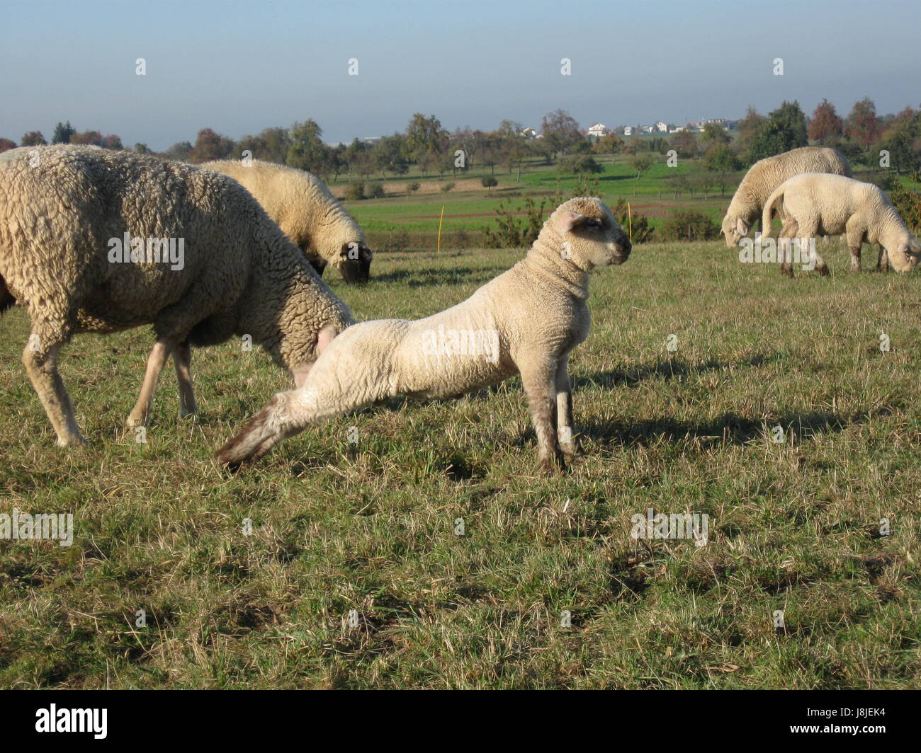 herd, cub, baby, animal husbandry, flock of sheep, shepherd, herdsmen ...