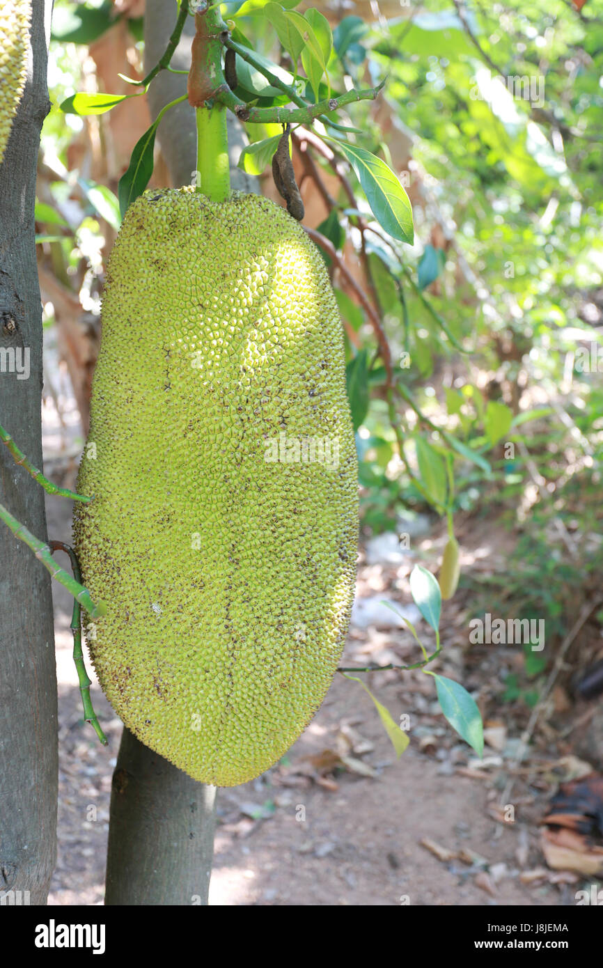 Raw jackfruit on tree in the garden Stock Photo - Alamy