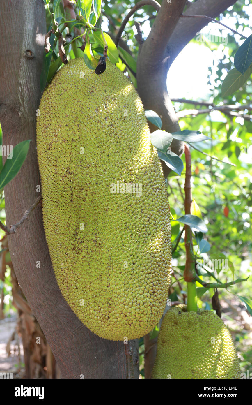 Jackfruit on tree in nature hi-res stock photography and images - Alamy