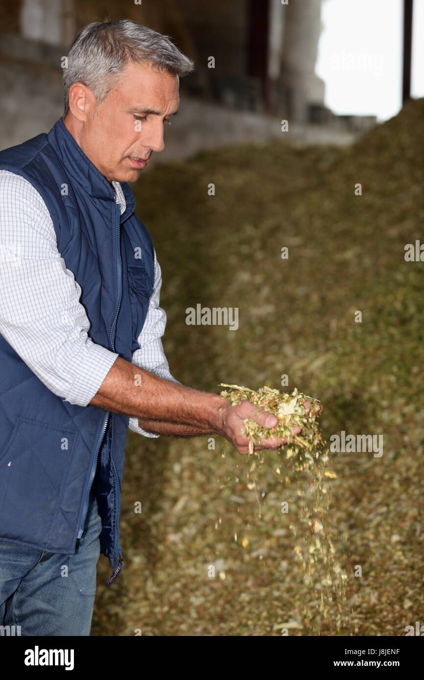 flower, plant, male, masculine, agriculture, farming, farmer, rancher ...