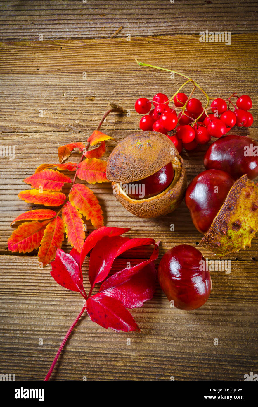 leaf, tree, leaves, familiy, family, red, foliage, nature, fall, autumn ...