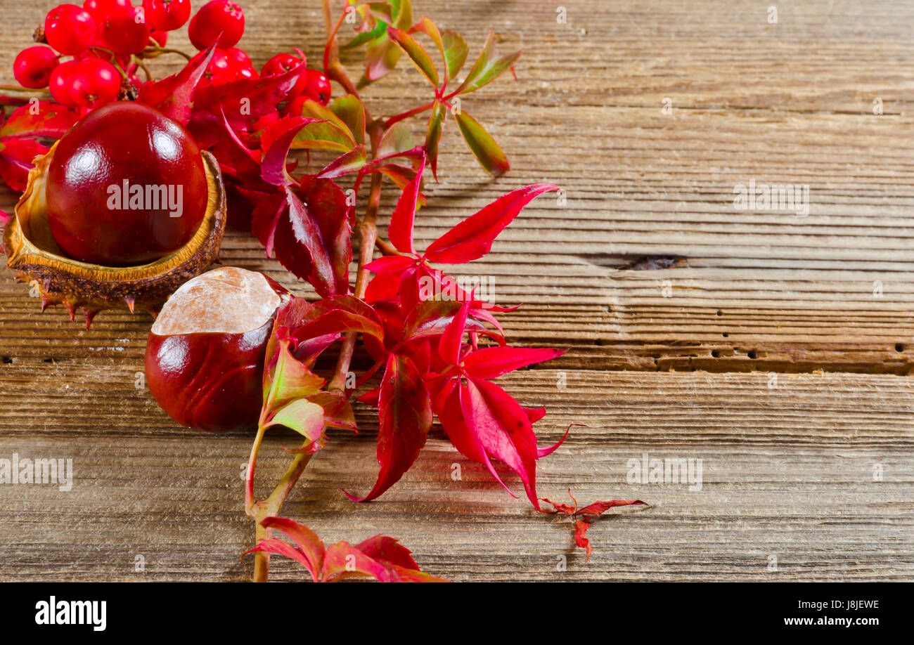 leaf, tree, leaves, familiy, family, red, foliage, nature, fall, autumn ...