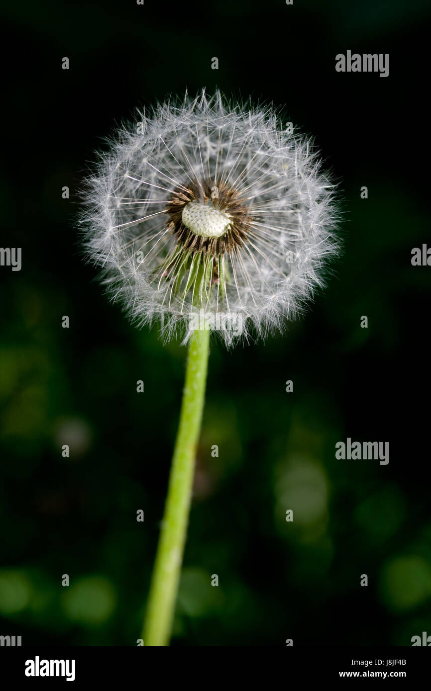 dandelion, weed, stalk, stem, seed, emblements, seeds, weeds, plant ...