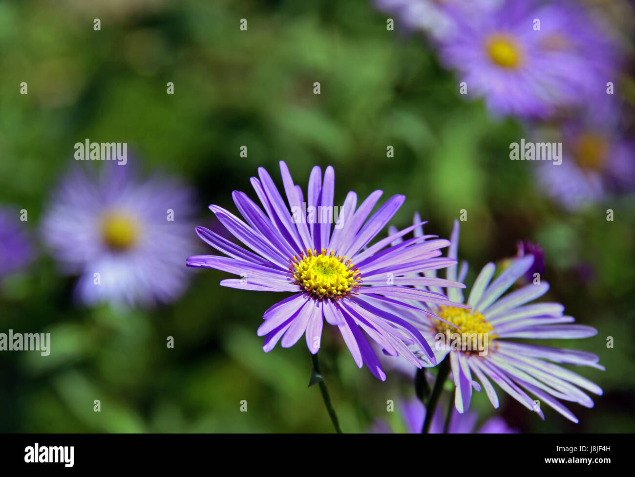 Blue aster flower hi-res stock photography and images - Alamy