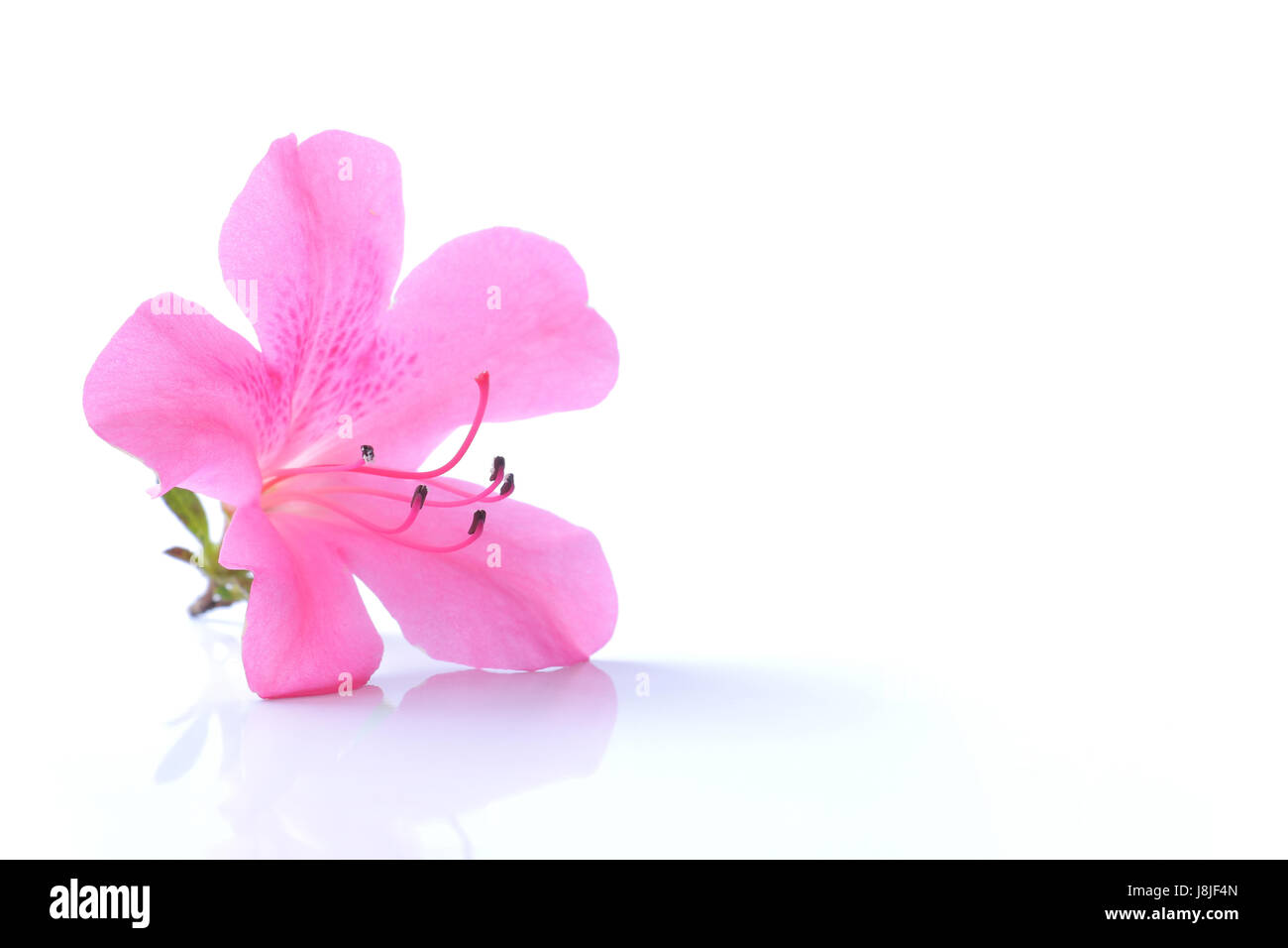 Purple azalea japanese hi-res stock photography and images - Alamy
