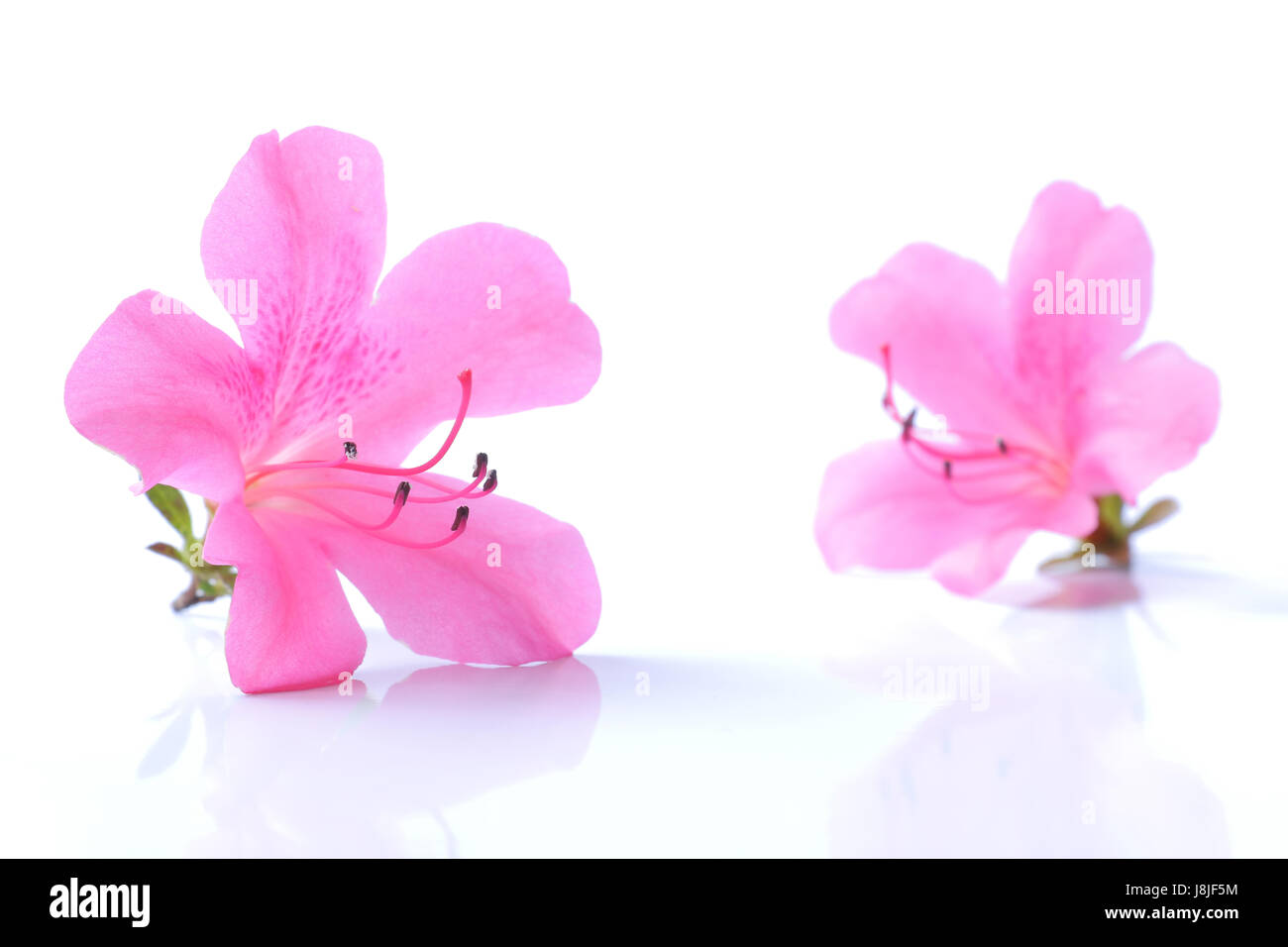 Japanese pink azalea flower isolated Stock Photo - Alamy