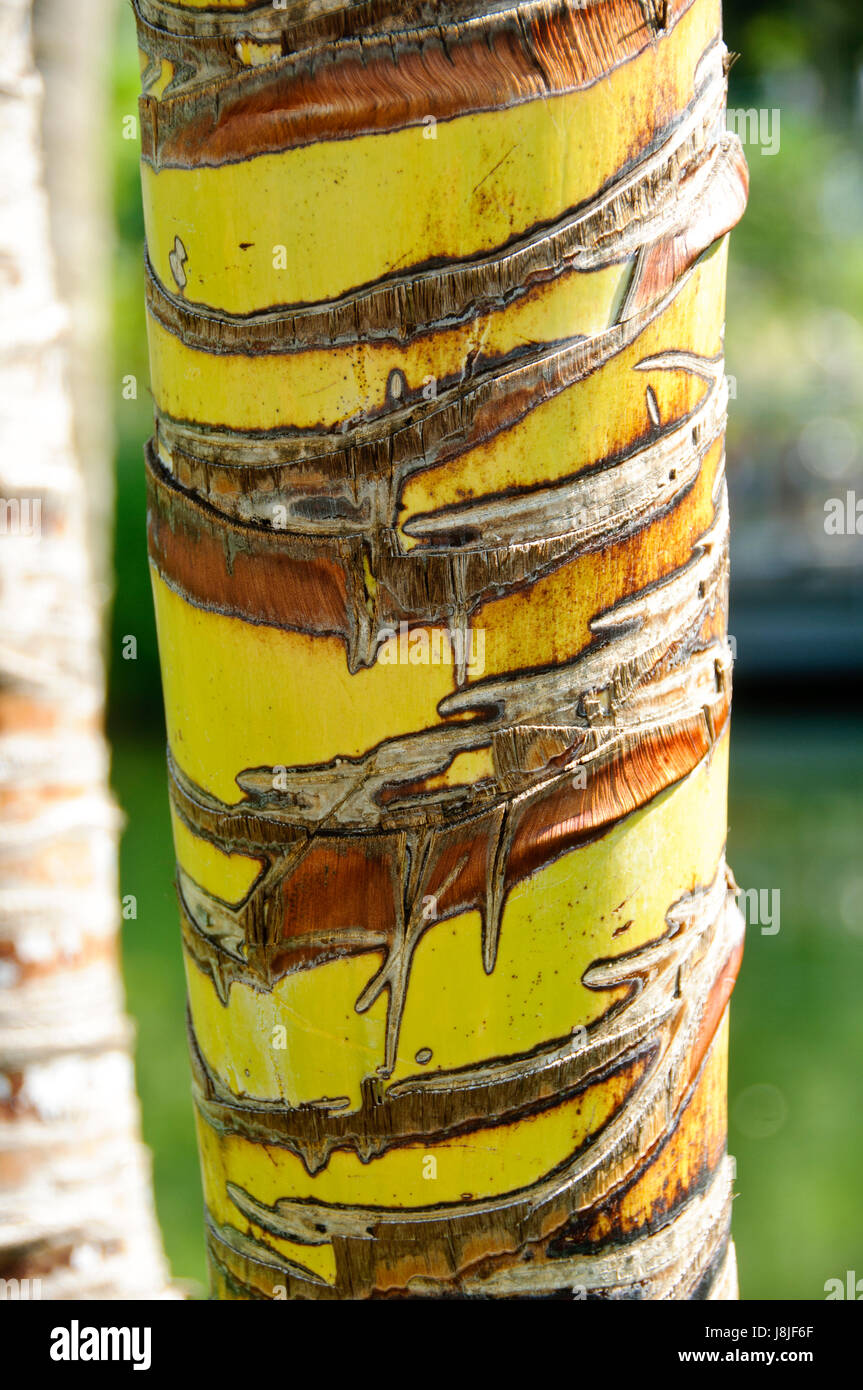 tree, trunk, beam, palm, bark, texture, close, detail, closeup, tree ...
